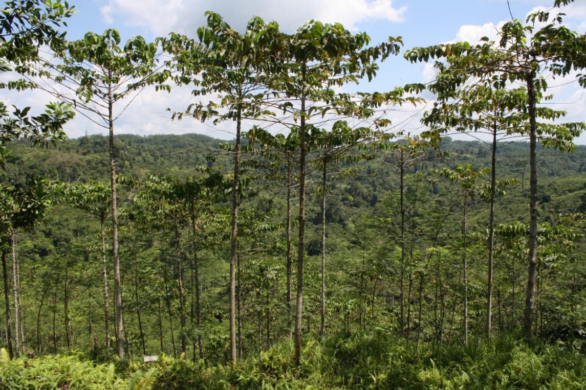 Issues and Challenges - Official Website of Forest Department Sarawak